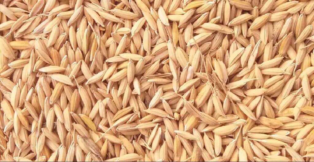 Improving Soil Structure with Rice Hulls: The Key to Healthy Plants ...